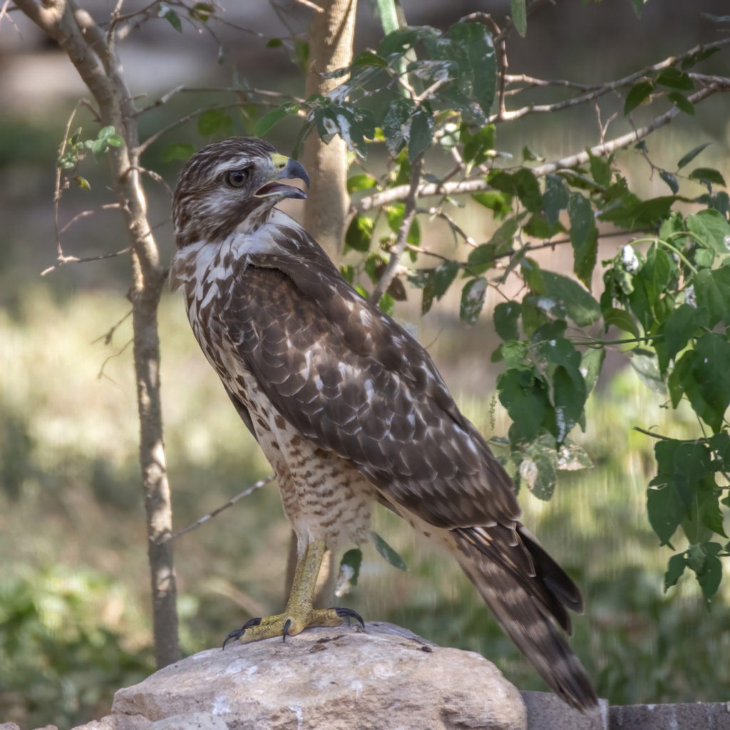 Red-shouldered Hawk from Alice, TX 78332, USA on August 17, 2023 at 04: ...