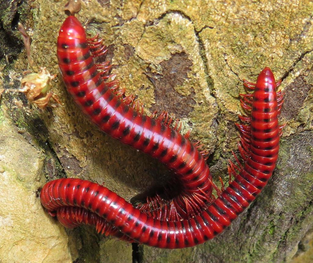 Red Millipedes Centrobolus (Millipedes of southern Africa) · iNaturalist