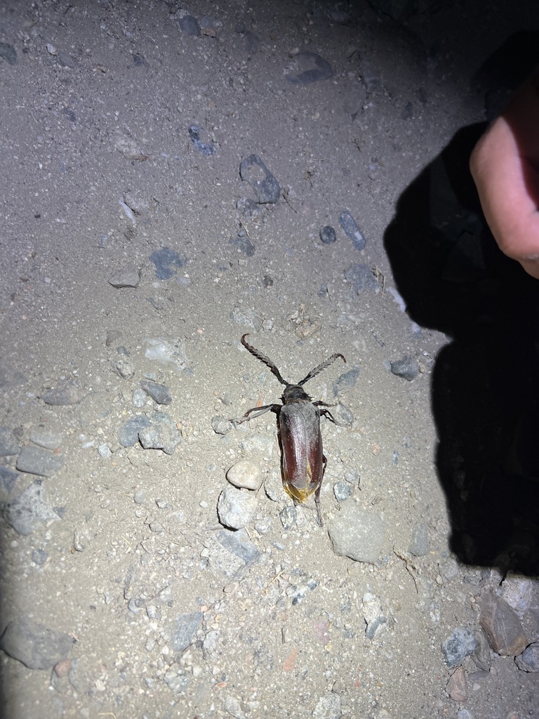 California Root Borer Beetle from Pinnacles National Park, Paicines, CA ...