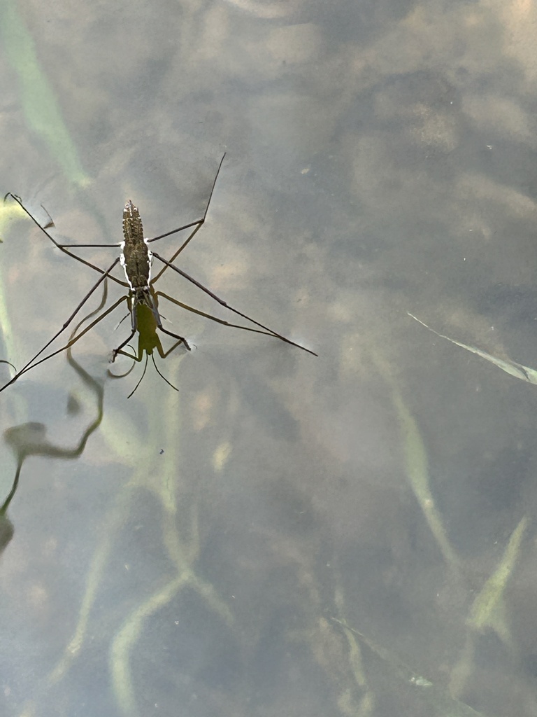 Common Water Strider from Keno, OR, US on August 16, 2023 at 12:01 PM by terrydad2 · iNaturalist