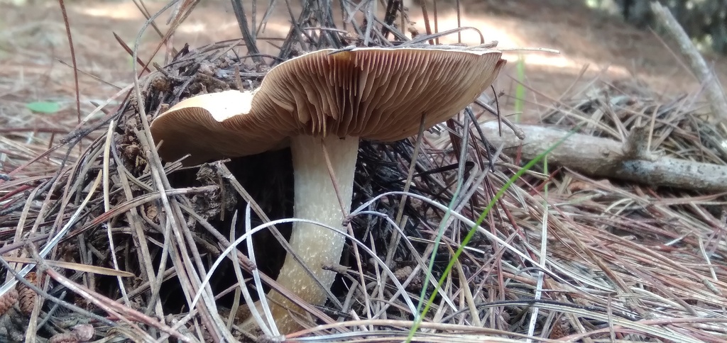 Poison Pie from Quebrada Clasica, Laguna Verde, Valparaíso, Chile on ...