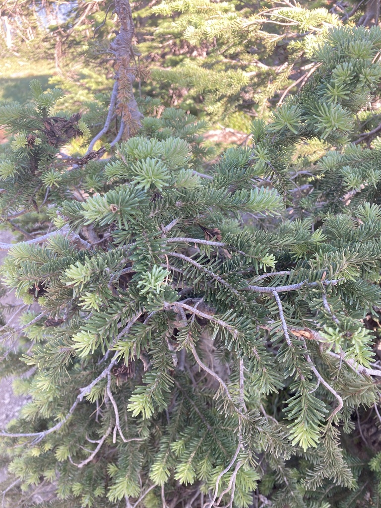 Rocky Mountains Subalpine Fir from Glacier National Park, Flathead ...