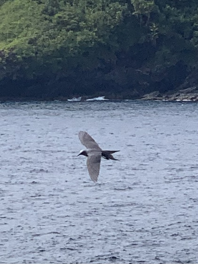 Blue-gray Noddy from National Park of American Samoa, American Samoa ...