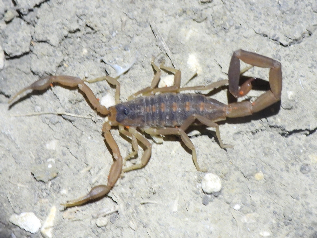 Striped Bark Scorpion from Frisco, TX, USA on August 16, 2023 at 09:08 ...