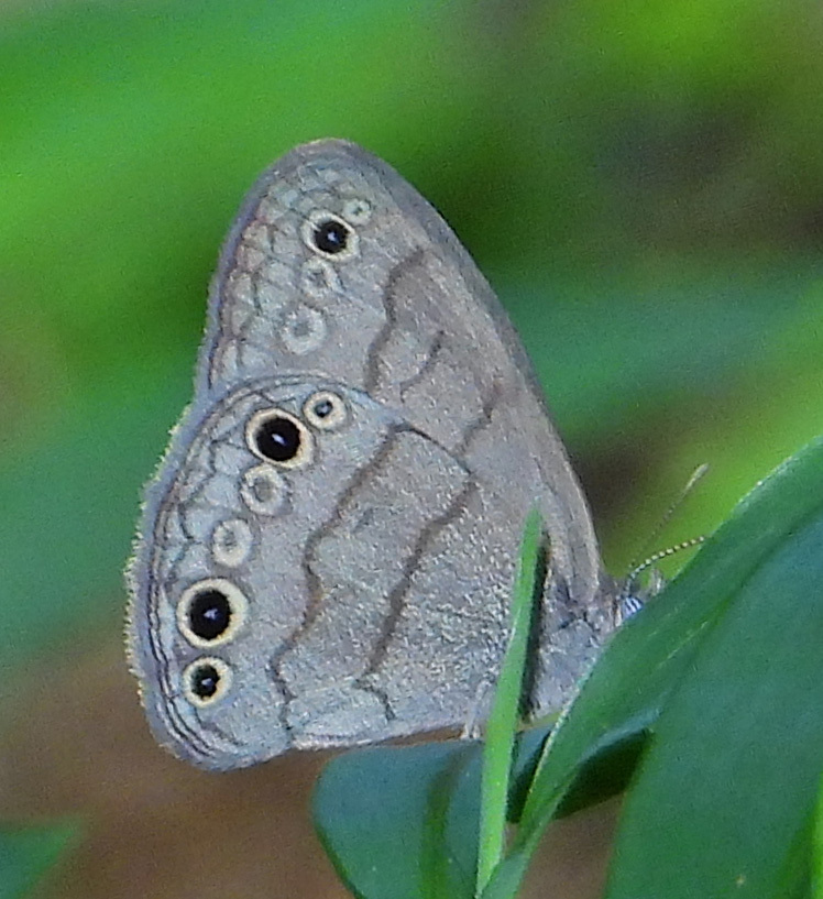 Intricate Satyr from Guntersville, AL, USA on August 17, 2023 at 01:38 ...