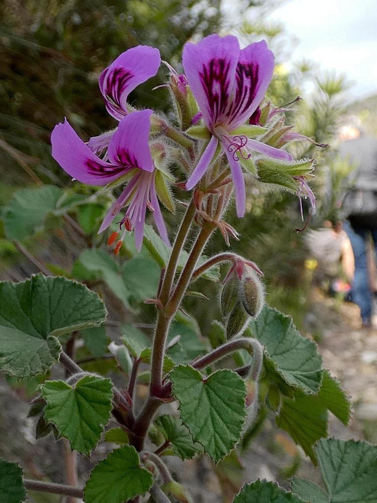 Heartleaf Storksbill (Homeowner Plant guide for Gardens) · iNaturalist