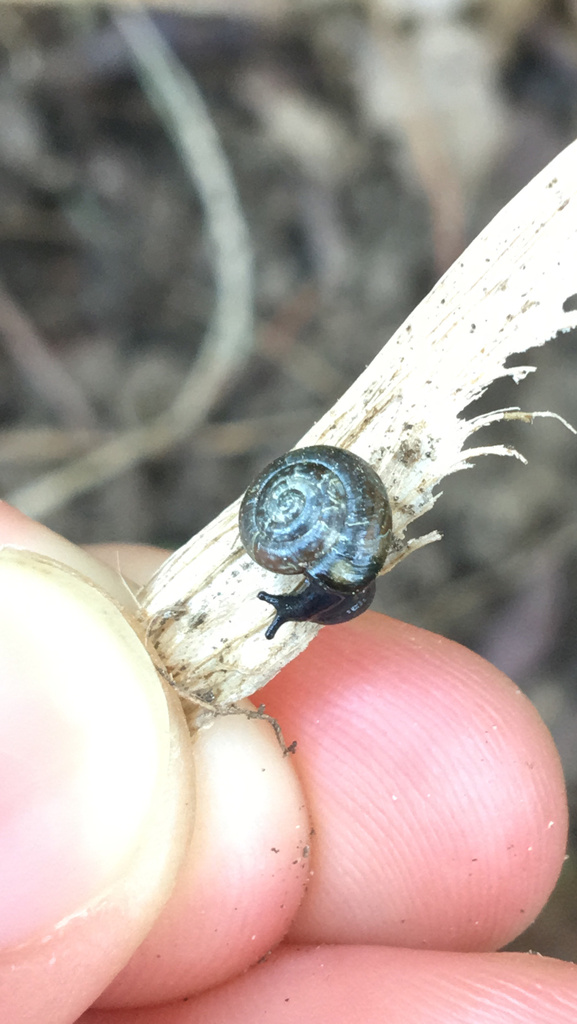 Black Gloss Snail from Wooster St, Milford, CT, US on August 12, 2023 ...