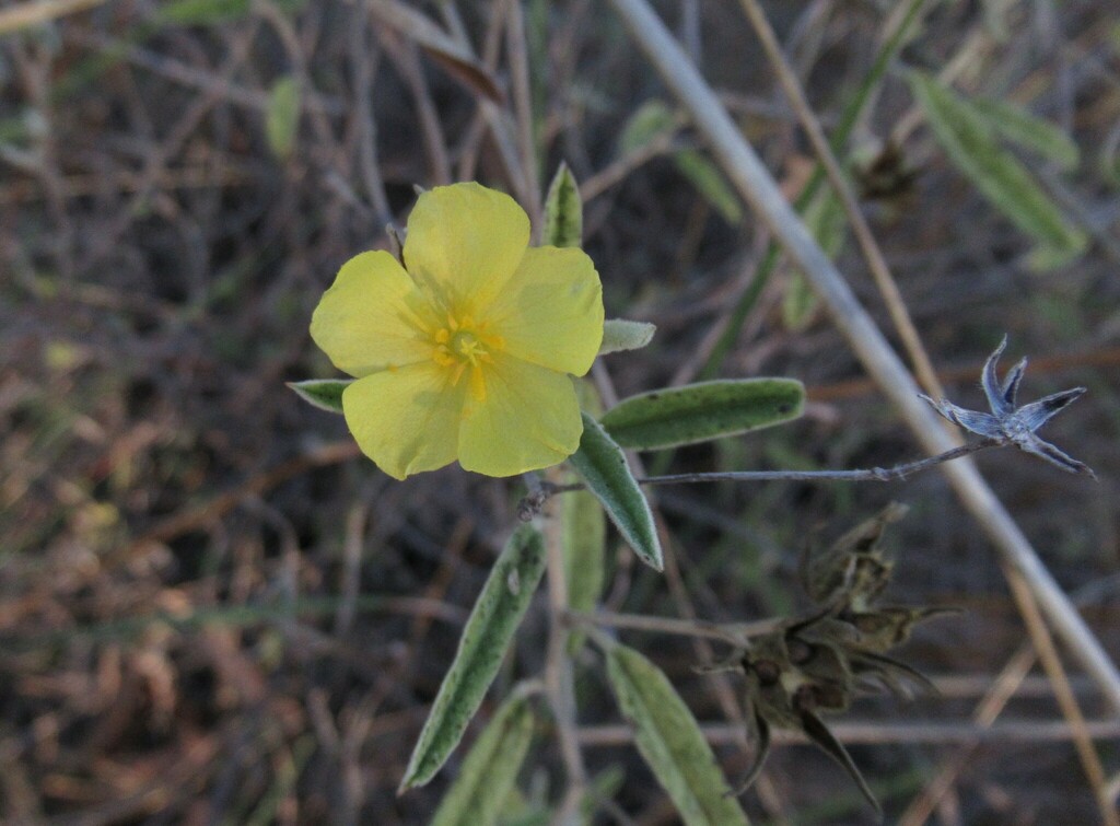 flowering plants from Gregory NT 0852, Australia on July 9, 2023 by ...