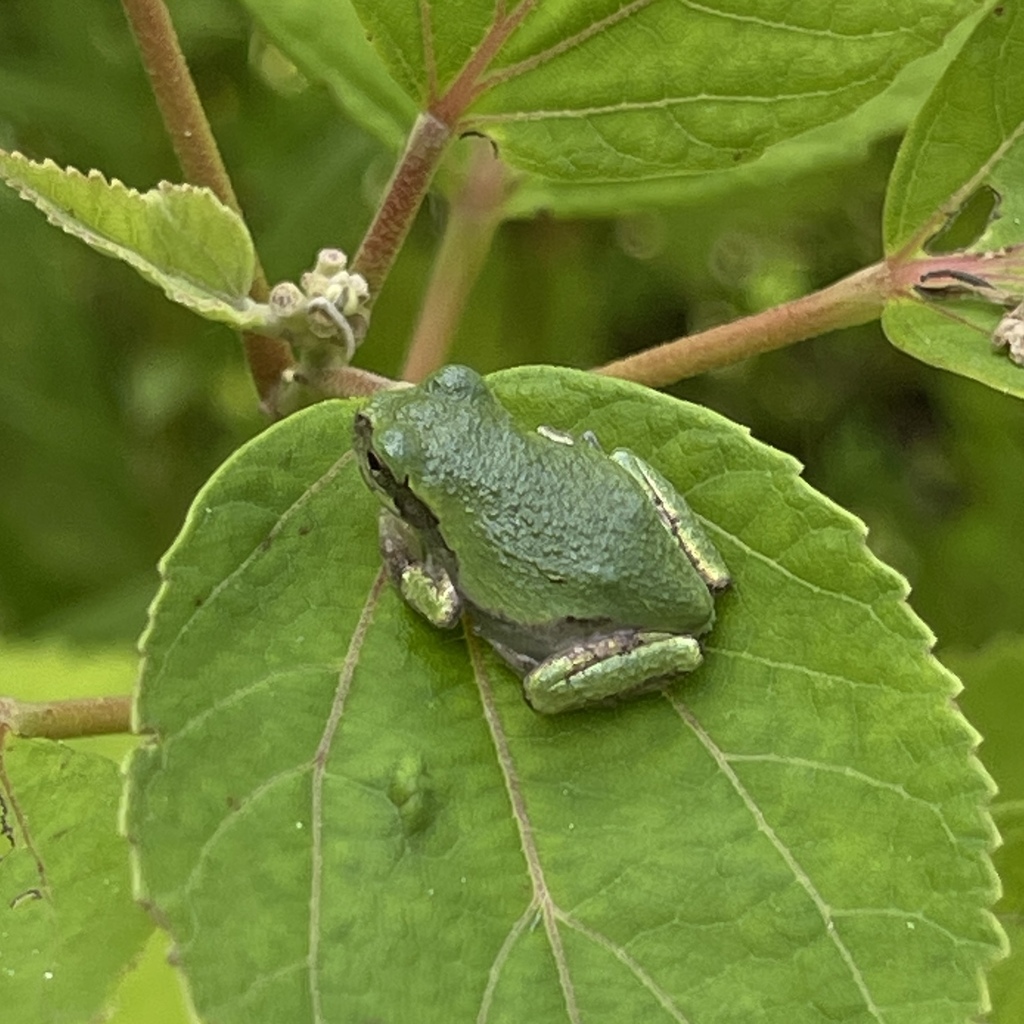 Gray Treefrog from Tallmadge, OH, USA on August 17, 2023 at 02:09 PM by ...
