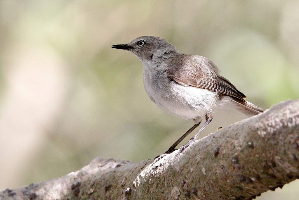 Dusky Gerygone from Broome Bird Observatory, WA 6725, Australia on December 24, 2014 at 10:36 AM ...