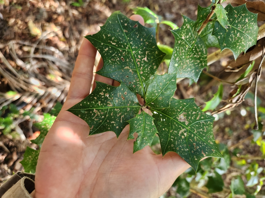 Native Holly from Burringbar NSW 2483, Australia on August 18, 2023 at ...