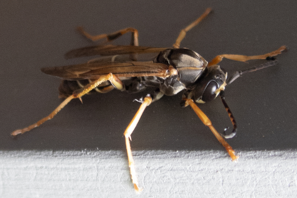 Dark Paper Wasp from Shepard Settlement, Onondaga County, NY, USA on ...