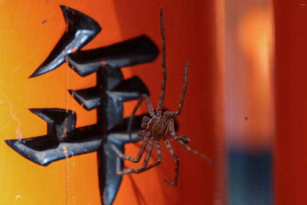 Pantropical Huntsman Spider from Fushimi-ku, Kyōto, Präfektur Kyōto ...