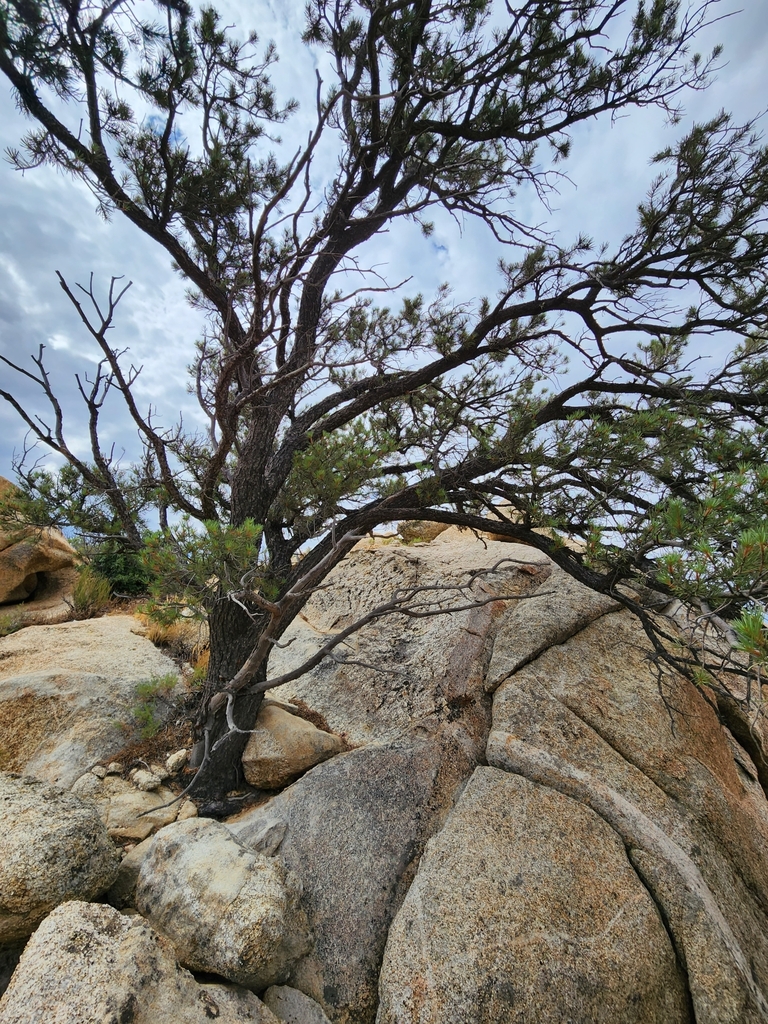 singleleaf pinyon in July 2023 by Lese Majeste. it was EXCELLENT to see ...