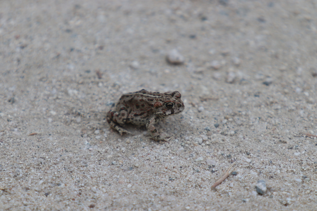 Western Toad From Fort Ord National Monument Marina CA US On August western-toad-from-fort-ord-national-monument-marina-ca-us-on-august