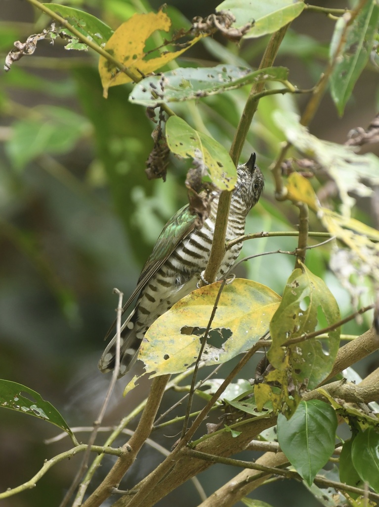 Shining Bronze-Cuckoo from Wappa Dam Rd, Kiamba, QLD, AU on August 18 ...