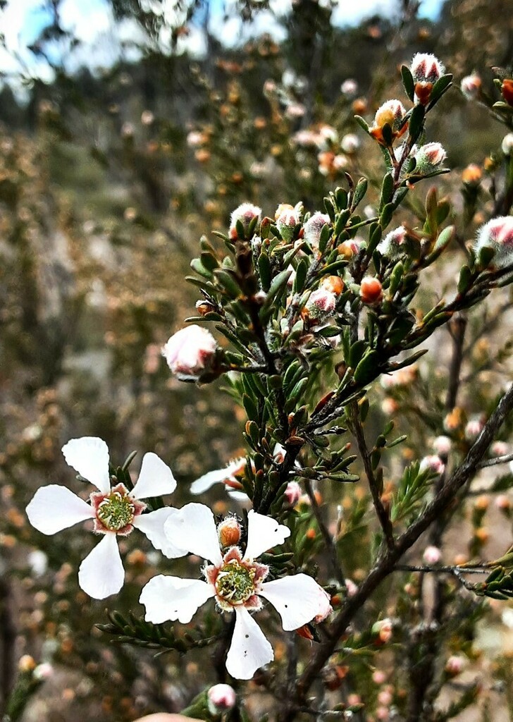 Paperbark Tea Tree from Bilpin NSW 2758, Australia on August 16, 2023 ...