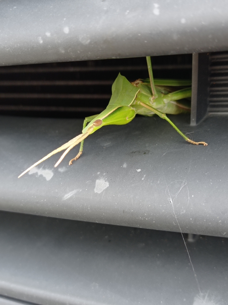 Oriental Longheaded Locust from Japan, 〒811-3205 Fukuoka, Fukutsu ...