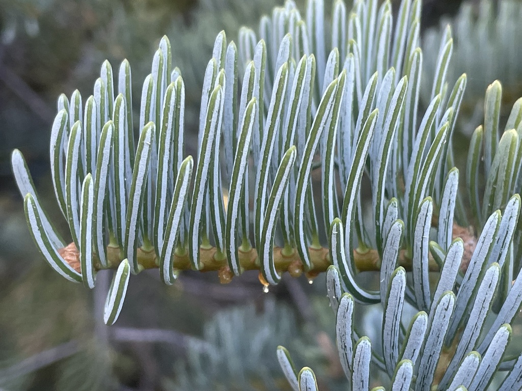 white fir from San Bernardino National Forest, San Bernardino County ...
