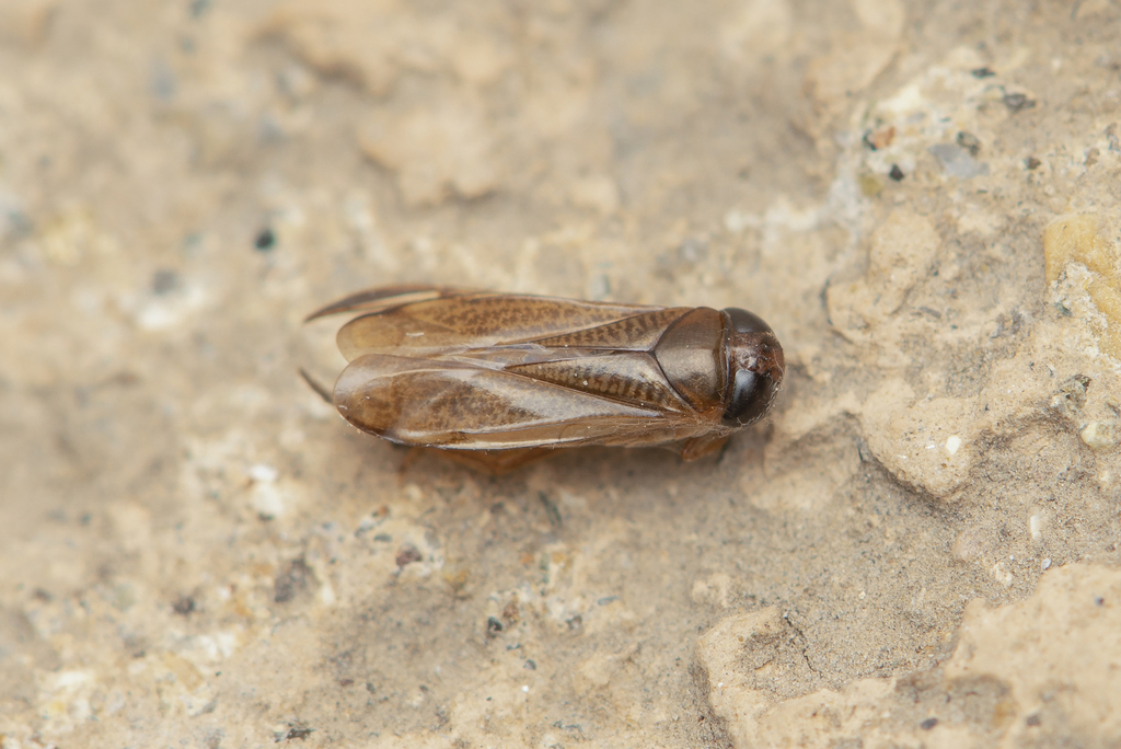 Cymatia from Hebei District, Tianjin, China on August 17, 2023 at 10:34 ...