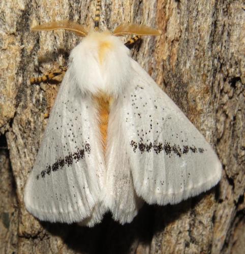 Phiala incana · 愛自然-臺灣(iNaturalist Taiwan)