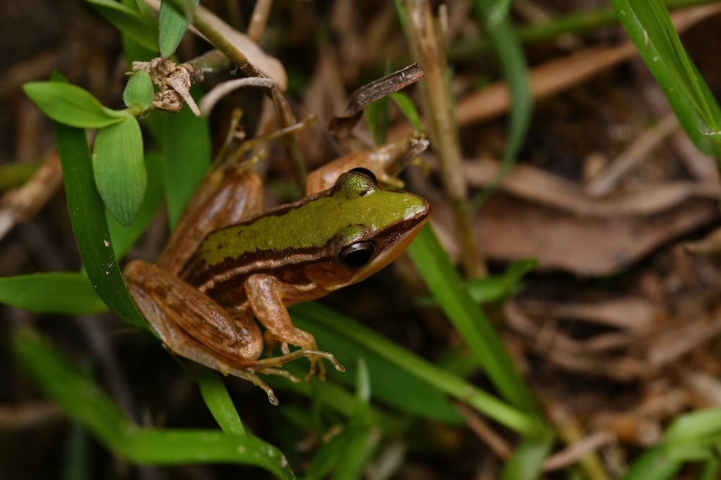 Taipei frog in August 2023 by thebladedbird · iNaturalist
