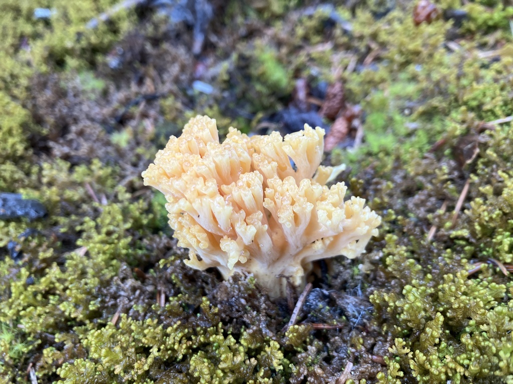 Coral Fungi from Kenai Peninsula County, US-AK, US on August 15, 2023 ...