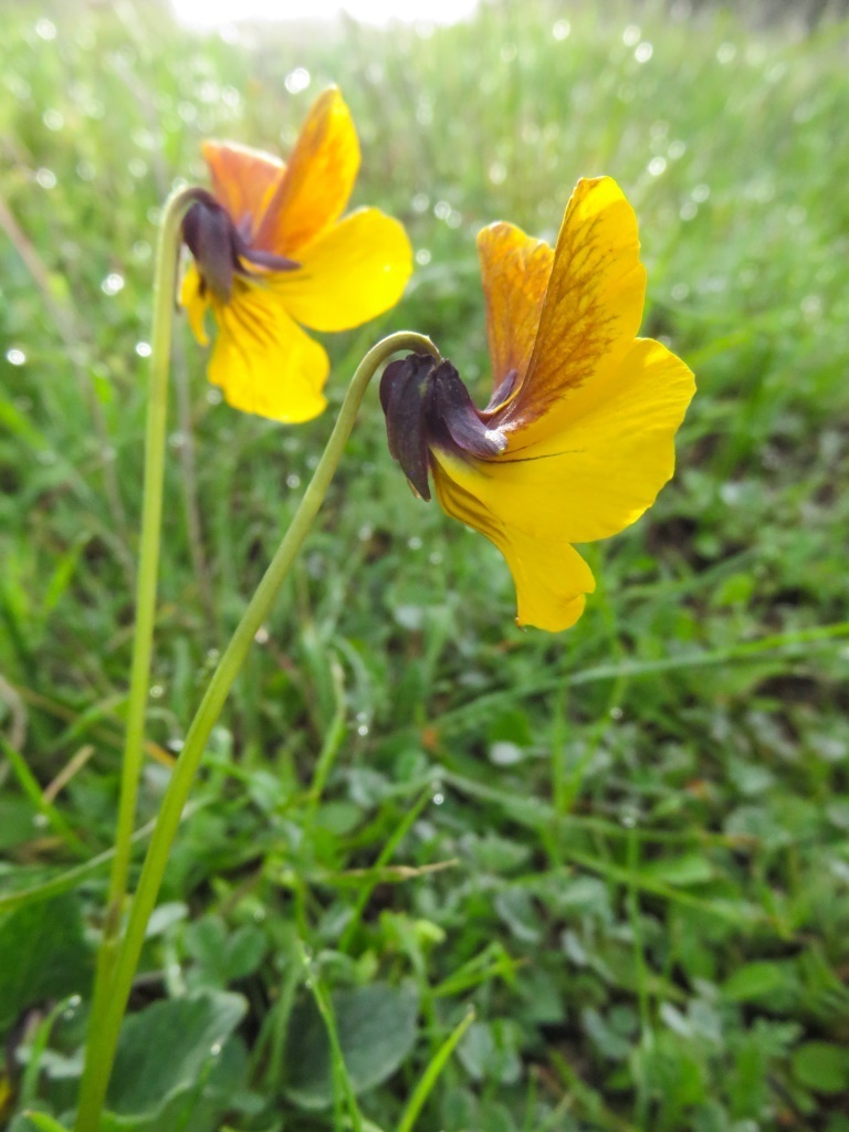 California Golden Violet (Viola pedunculata) - Botanical Realm