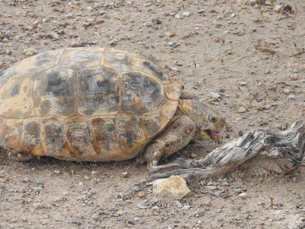 Bolson Tortoise in August 2023 by Esteban Munguia · iNaturalist