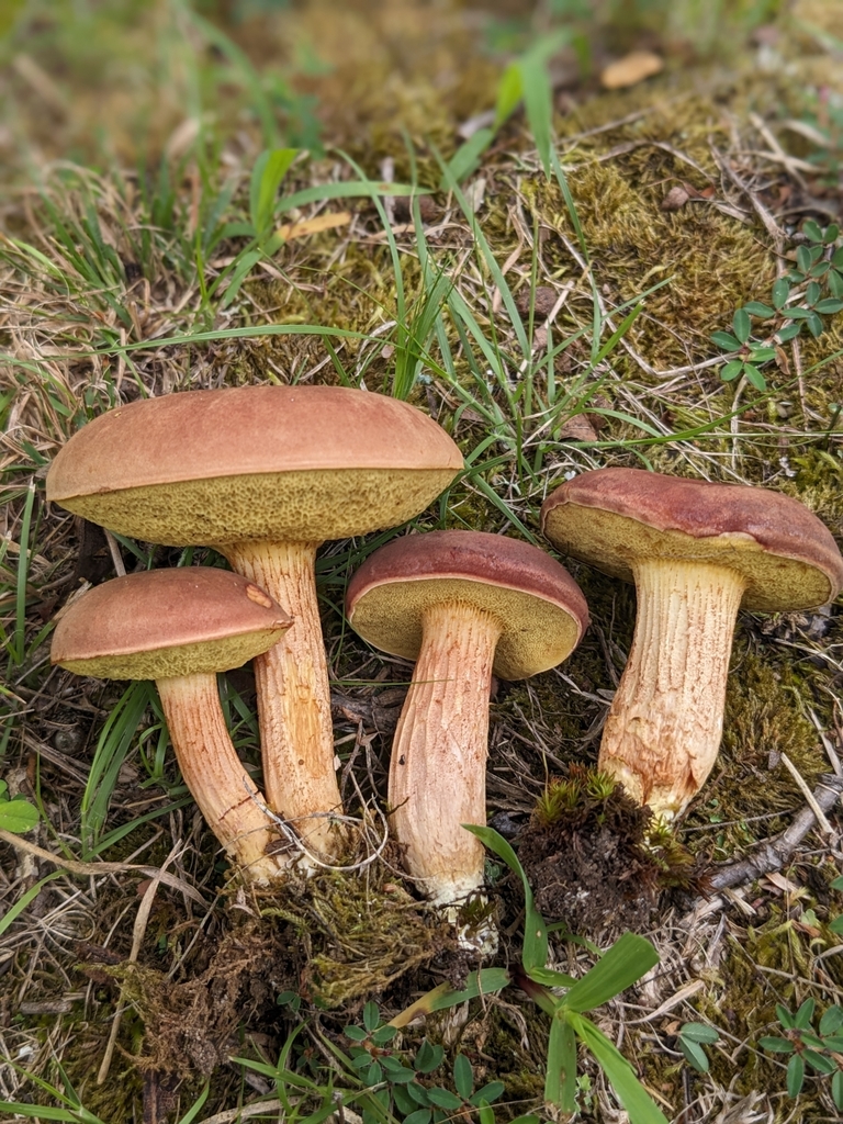 boletes from Edgar Springs, MO 65462, USA on August 15, 2023 at 11:10 ...