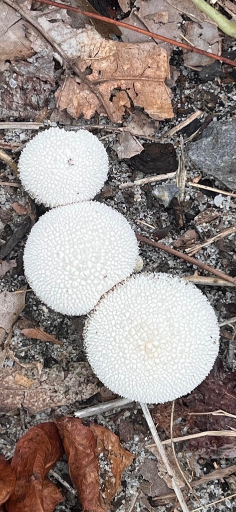 common puffball from Wertheim National Wildlife Refuge, Shirley, NY, US ...