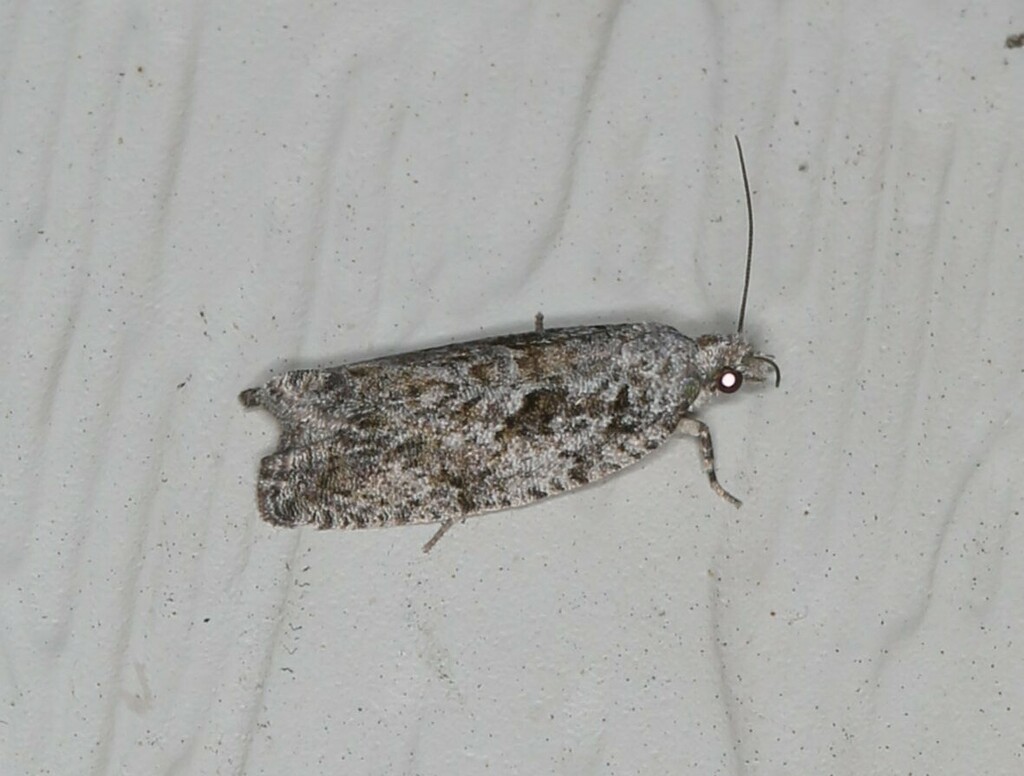 Maple Trumpet Skeletonizer Moth from Mont-Joli, QC, Canada, 1101 rue ...