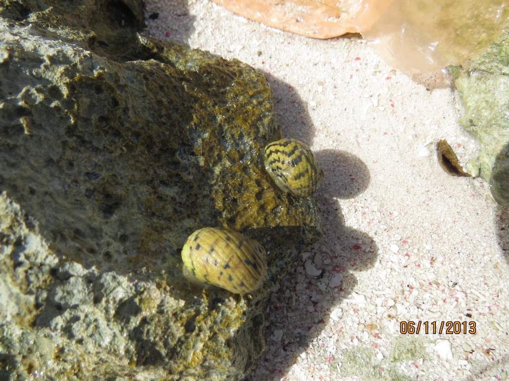 Bleeding Tooth Nerite from San Pedro on June 11, 2013 by Cindie T ...