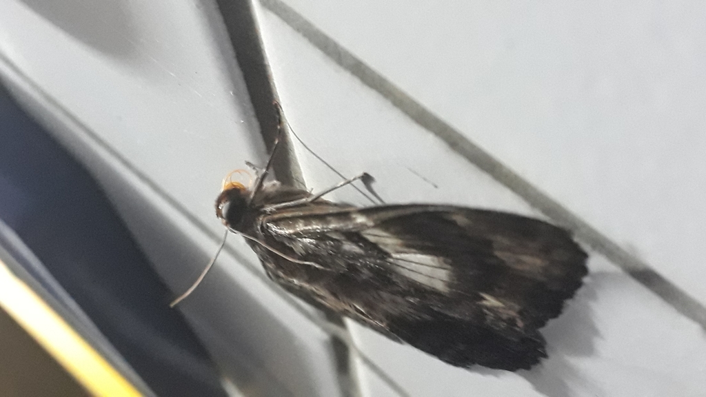 Letis specularis from Soledade, BR-PB, BR on February 3, 2019 at 04:38 ...