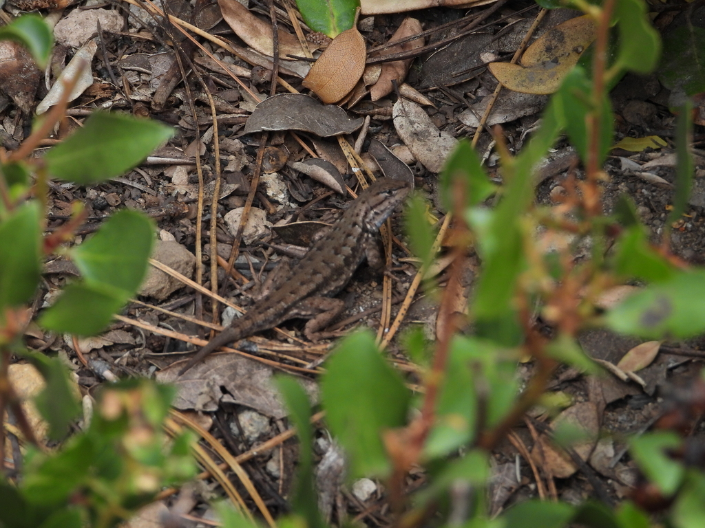 Common Sagebrush Lizard from Shasta County, CA, USA on August 16, 2023 ...