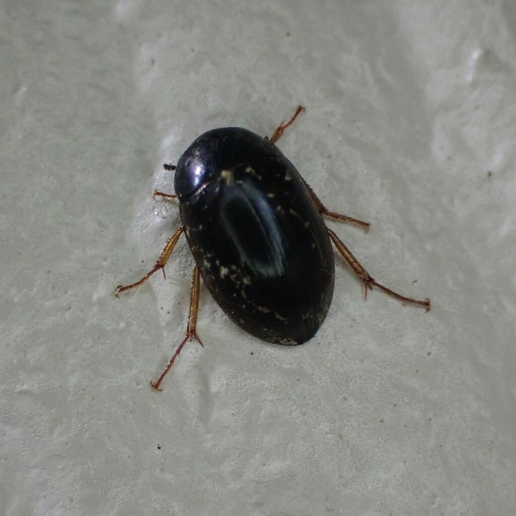 Hydrobius fuscipes in July 2023 by giantcicada. at uv light · iNaturalist