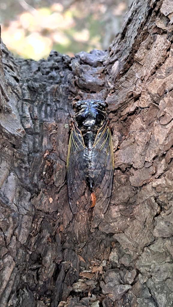 Black Giant Cicada from 日本、〒100-0014 東京都千代田区永田町 on August 18, 2023 at ...