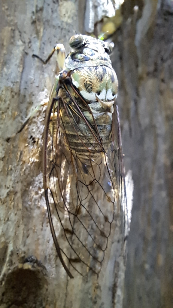 Robust Cicada from 日本、〒100-0014 東京都千代田区永田町 on August 18, 2023 at 12:59 ...