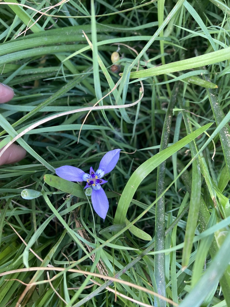 Prairie Nymph from Crowdy Bay NSW 2443, Australia on November 26, 2022 ...