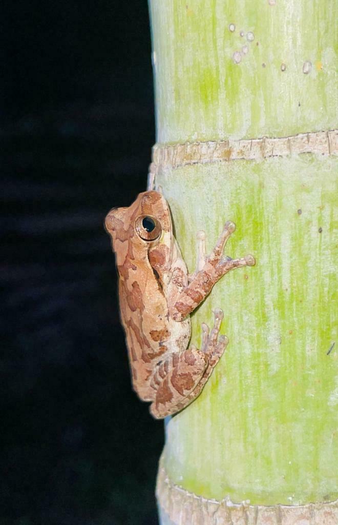 Smilisca Tree Frogs from Catacamas, Honduras on June 29, 2023 at 10:49 ...
