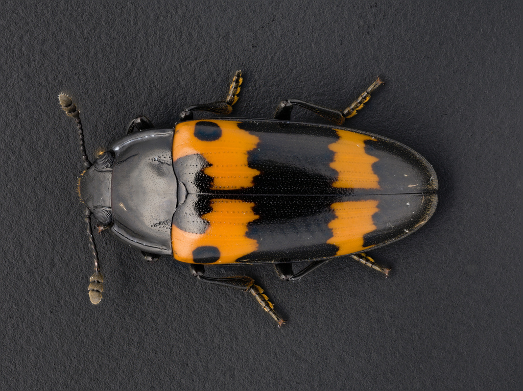 Red-banded Fungus Beetle from Pawnee County, OK, USA on August 17, 2023 ...