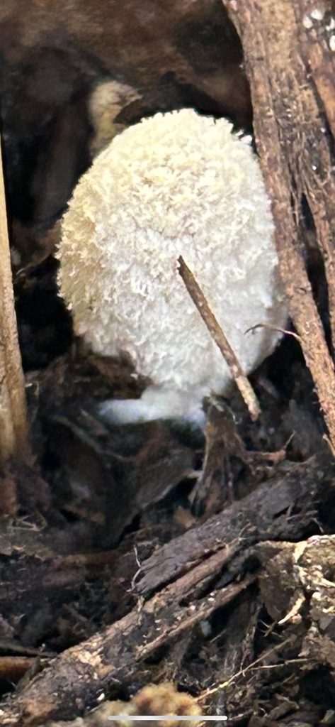 flocculose inkcap from Potter Pl, Stevenson Ranch, CA, US on August 17 ...