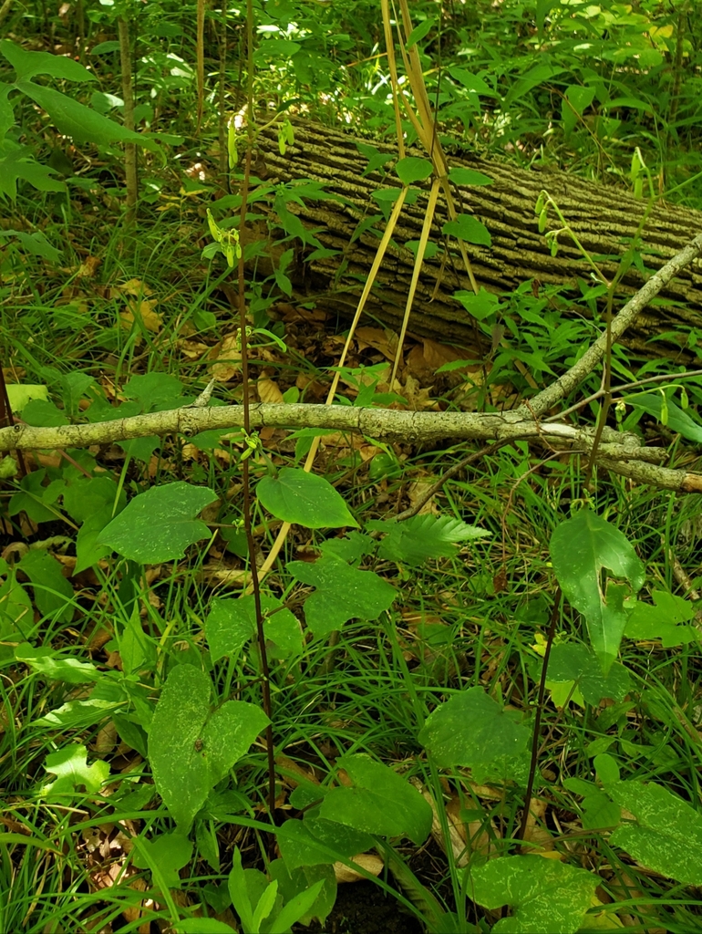 tall rattlesnake root in August 2023 by Jeannine Kralt · iNaturalist