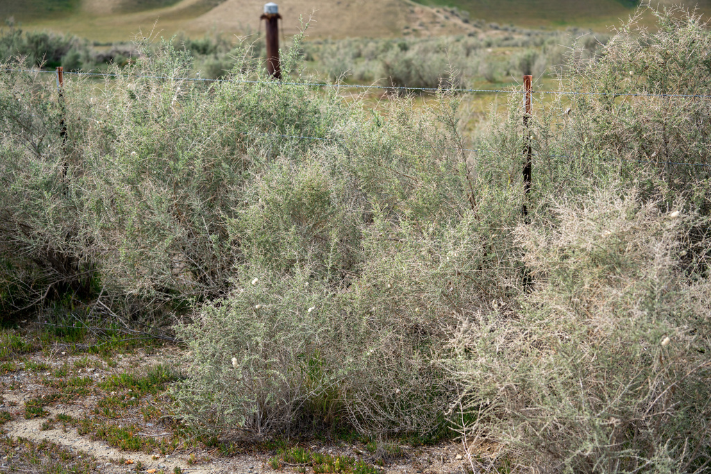 Cattle Saltbush (Atriplex polycarpa) - Botanical Realm