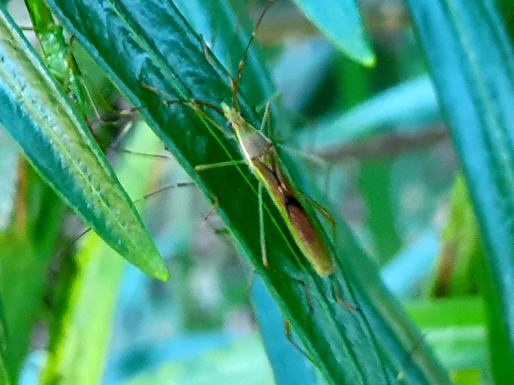 Paddy Bug from Bowen QLD 4805, Australia on August 18, 2023 at 03:04 PM ...