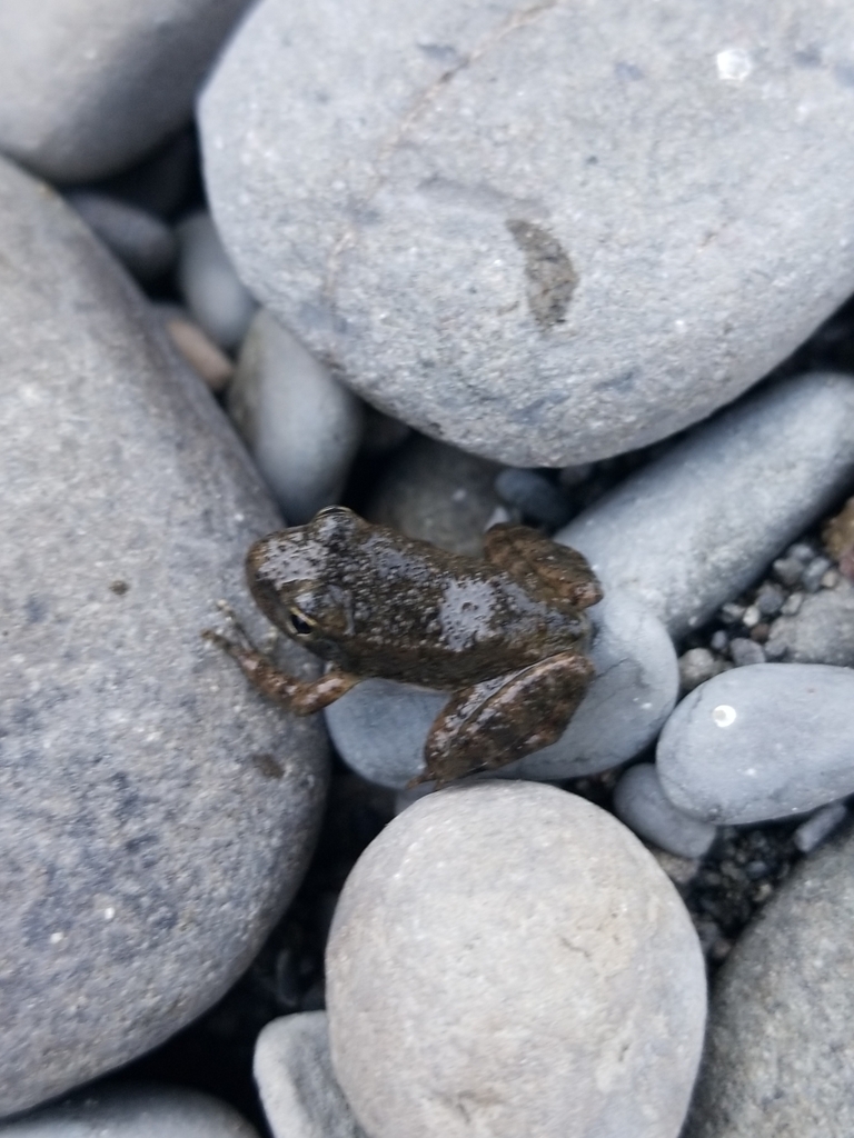 Foothill Yellow-legged Frog in August 2023 by scottduncan · iNaturalist