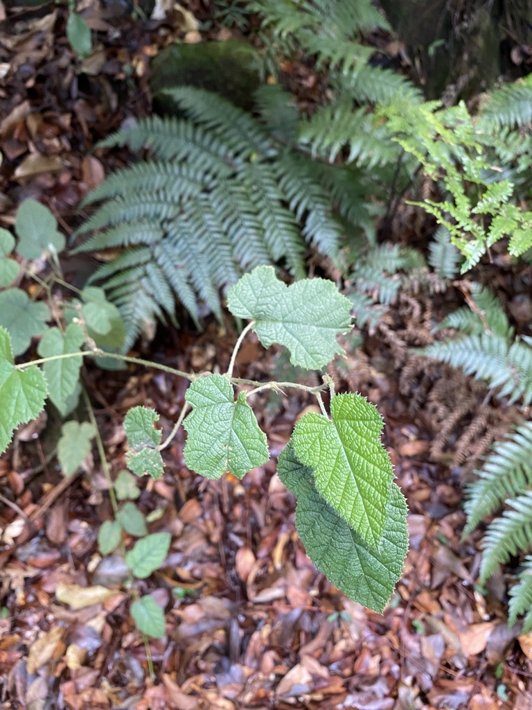 Molucca Bramble in August 2023 by runswild · iNaturalist