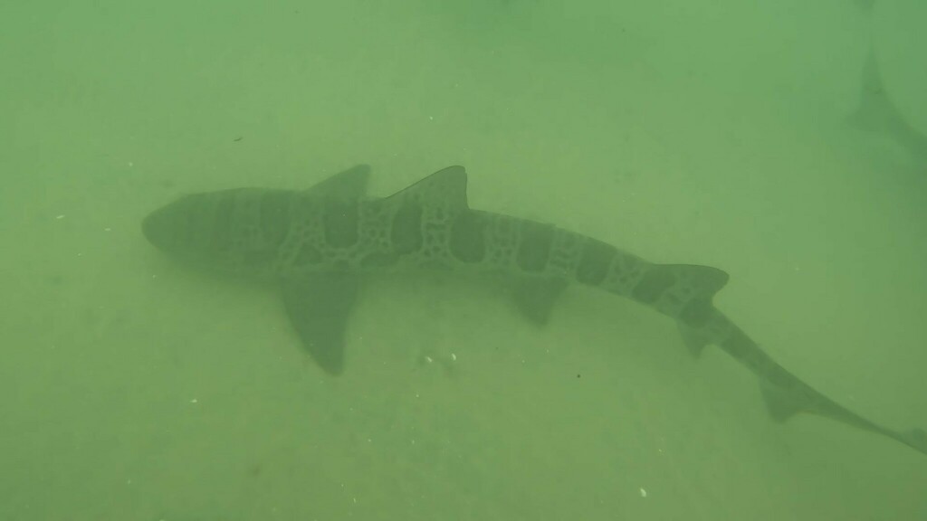 Leopard Shark from San Diego County, CA, USA on August 17, 2023 at 11: ...