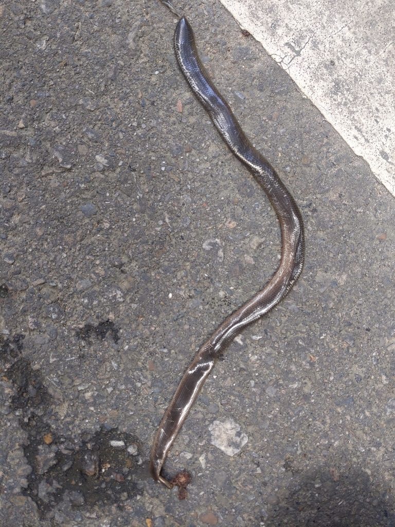 Diard's Blindsnake in August 2023 by Jonathan Hakim · iNaturalist
