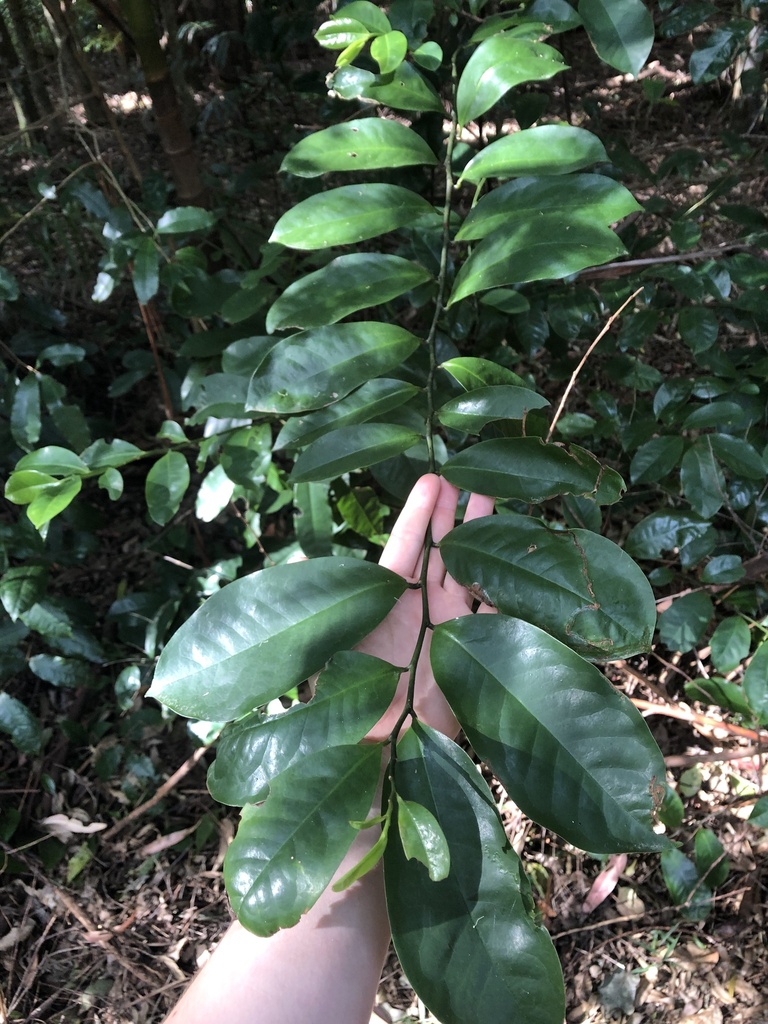 Bolwarra from D’Aguilar National Park, Mount Glorious, QLD, AU on ...